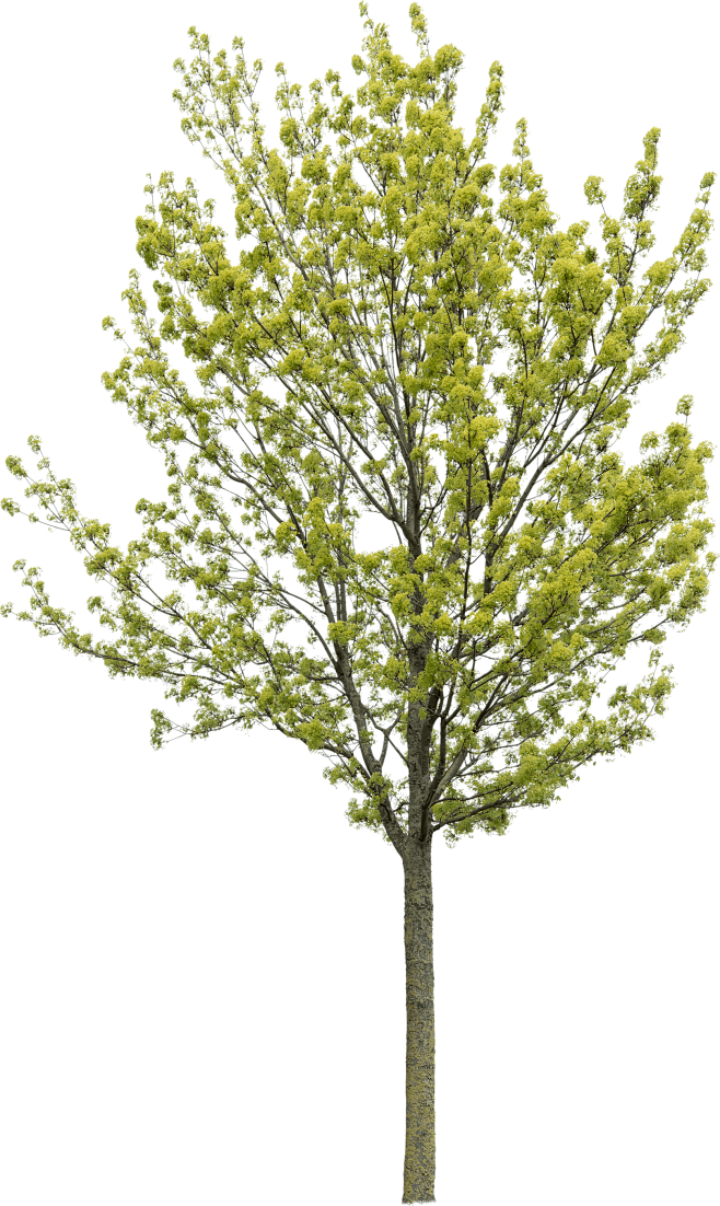 meye acer platanoides cut out tree in png