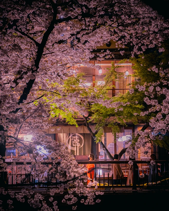 Cherry Blossom city japan lightroom night Photography spring Street ...