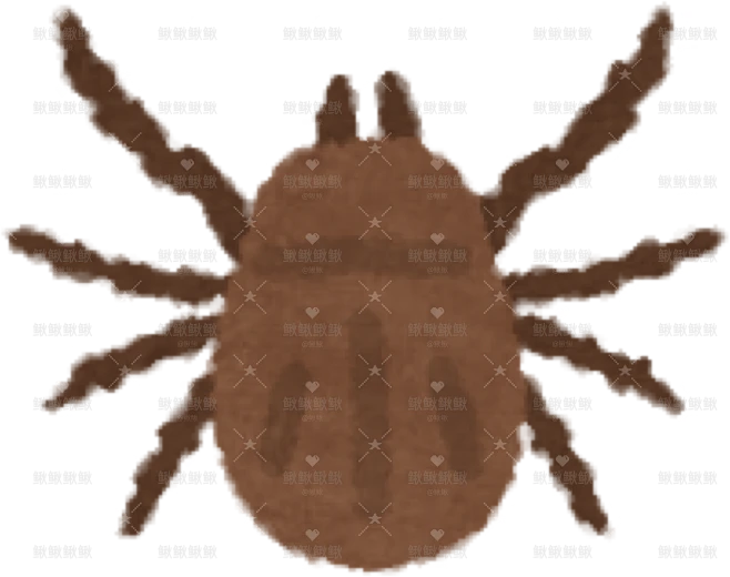 蜱虫bug_dani_madani手绘png儿童插画免扣素材-花瓣网