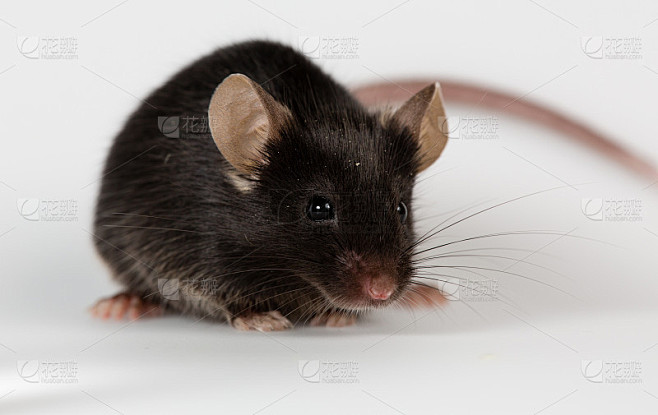 黑色的老鼠