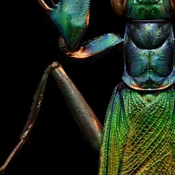 Microsculpture - Iridescent Bark Mantis : Explore the beauty of insects ...