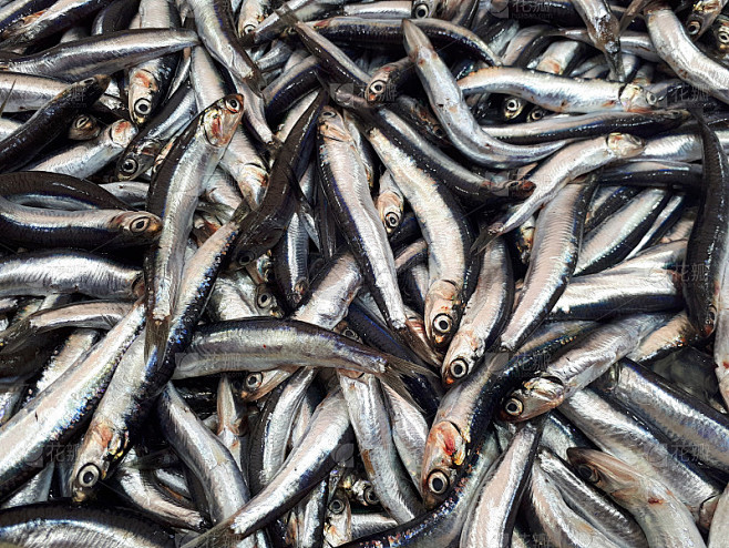 European anchovy (hamsi in Turkish), fish species