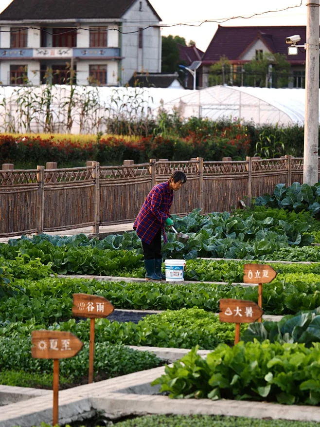 菜园子这么精致是真没想到-花瓣网