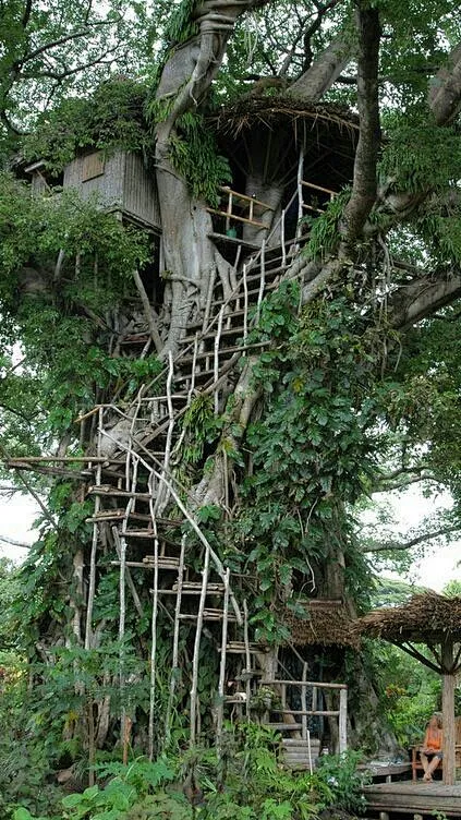 Whoa! Tree House!图片_场景建筑设计图片素材-花瓣网