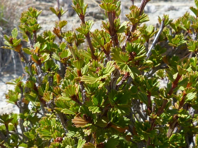 African Plants - A Photo Guide - Myrothamnus flabellifolius Welw.-花瓣网