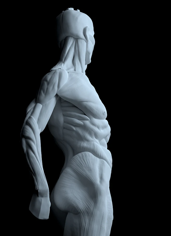 Male Écorché-花瓣网