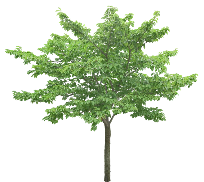 J1_18樱花2-花瓣网