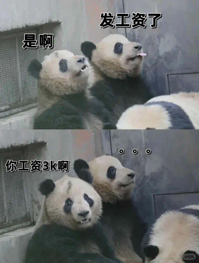 熊猫表情包 - 小红书搜索-花瓣网
