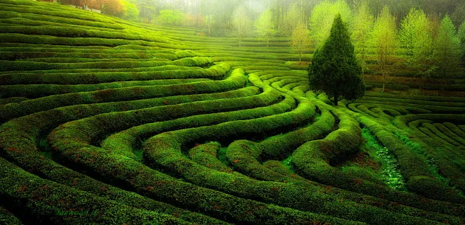 Green tea field by Jaewoon U on 500px-花瓣网