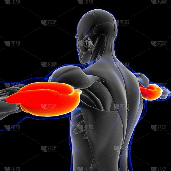 Tricep Mucsle Anatomy For Medical Concept 3D Illus