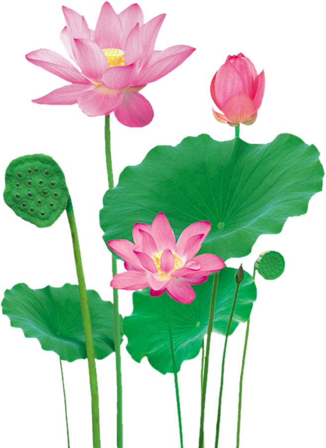 高清PNG图片 荷花莲花PNG免抠素材