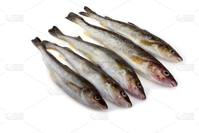 Saffron cod