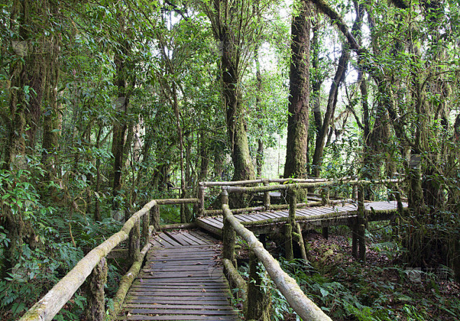 美丽的热带雨林在doi inthanon