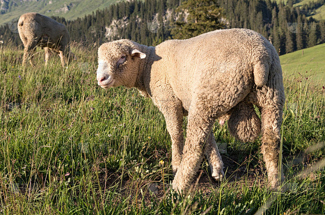 male_sheep