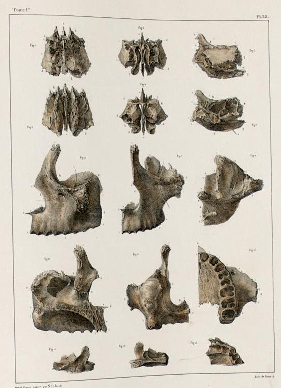 Ethmoid+bone+of+the+skull+of+an+adult%252C+and+maxilla+of+an+adult+and ...