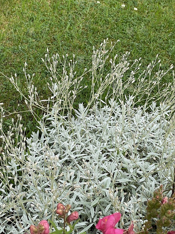 Snow-in-summer (cerastium tomentosum)