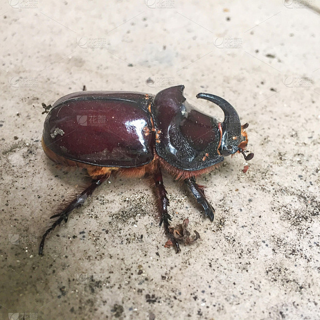 live rhinoceros beetle