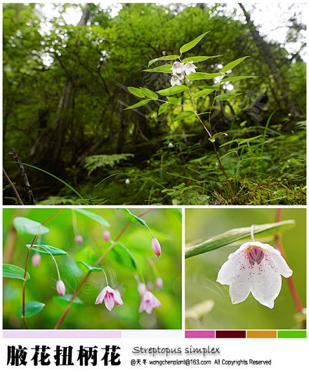 Streptopus simplex 腋花扭柄花 #青藏高原野花#№141．腋花扭柄花，Streptopus simplex，百合科，扭柄花属 ...