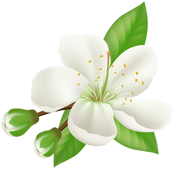 Spring_Blooming_Tree_Flower-花瓣网