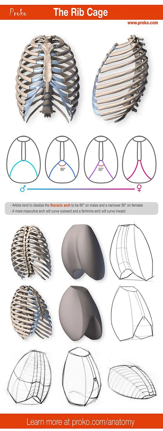 The Rib Cage. Click the image to watch The Anatomy of the Rib Cage ...
