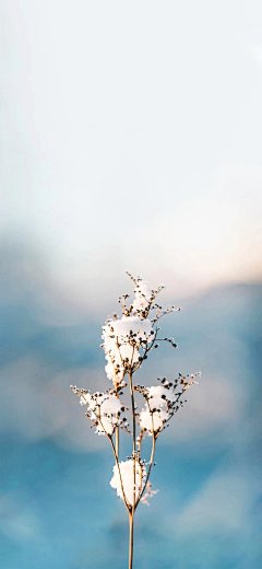 994571807232884750-removebg-preview-花瓣网