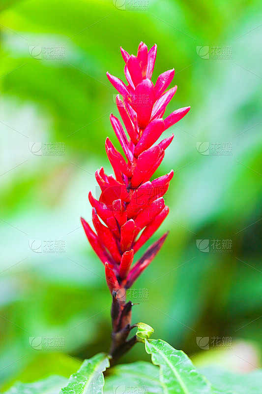 海洋alpi ia, ZINGIBERACEAE，所罗门群岛，瓦努阿图