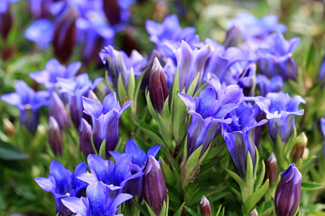 Gentiana Scabra Root Extract;龙胆根-花瓣网