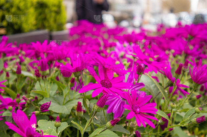 花瓶里的紫色雏菊