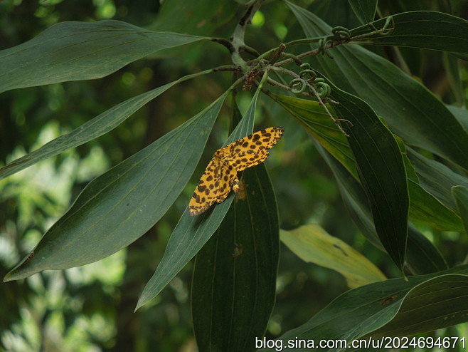 择长翅尺蛾（虎纹长翅尺蛾）Obeidia tigrata