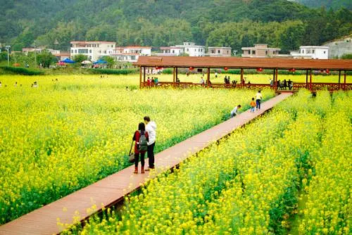 栈道油菜花_百度图片搜索-花瓣网