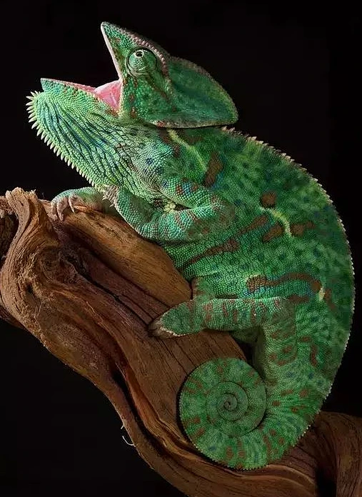 e74f82d4-9459-4019-84e2-4895aebcc822-花瓣网