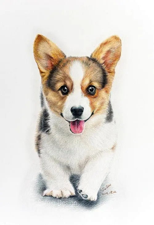 彩铅画动物图片_百度图片搜索-花瓣网