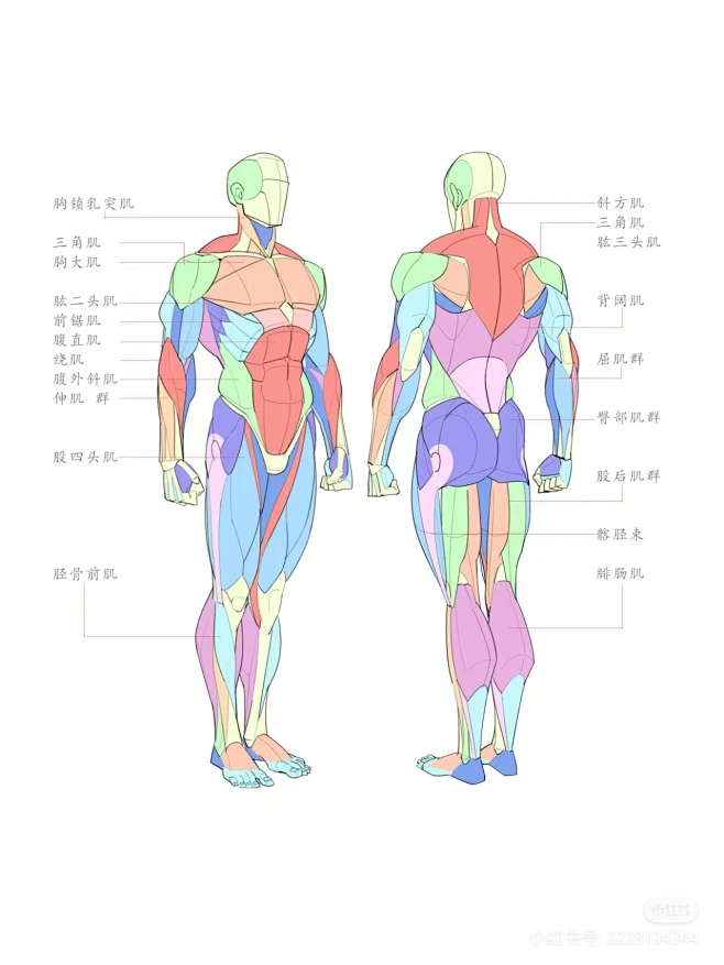人体肌肉解剖图-花瓣网
