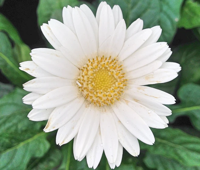 Gerbera Garvinea Sylvana, Gerbera Daisy Garvinea Sylvana, Gerber Daisy ...