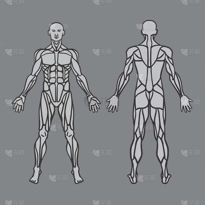 男性的肌肉系统、 运动、 肌肉指南的解剖。人类肌肉矢量艺术前, 视图后视图。矢量图