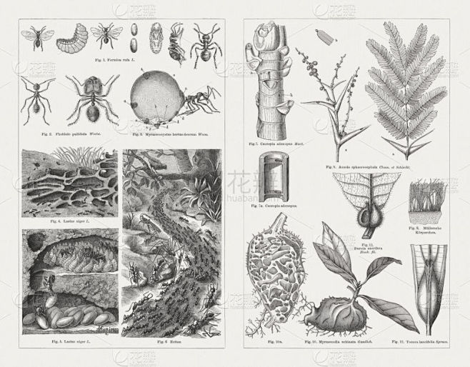 Ants and myrmecophyte: 1) Red wood ant (formica rufa), male larva ...