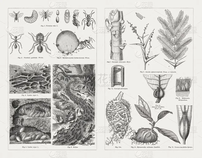 Ants and myrmecophyte: 1) Red wood ant (formica rufa), male larva ...