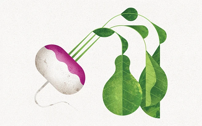 ILLUSTRATION vegetables botany Food cookbook recipe cooking restaurant ...