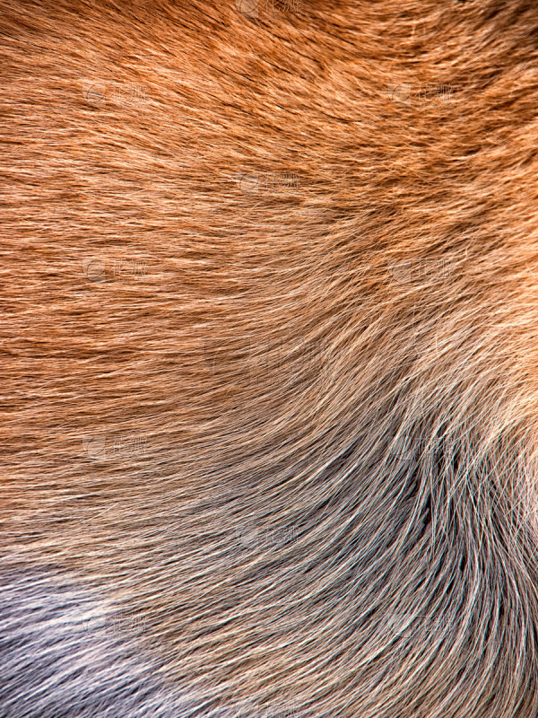 狗,背景,动物毛,动物毛发,纹理效果,动物主题,哺乳纲,动物,动物皮,2015年
