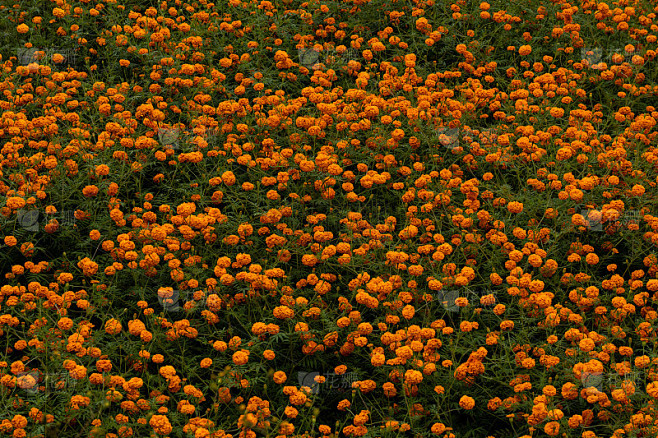 金盏花(Sayapatri)花