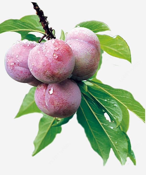 脆红李子高清素材 叶子 新鲜 李子叶子 水果 水果杏子 简笔画叶子 绿叶 脆红李 元素 免抠png 设计图片 免费下载 页面网页 平面电商 创意素材