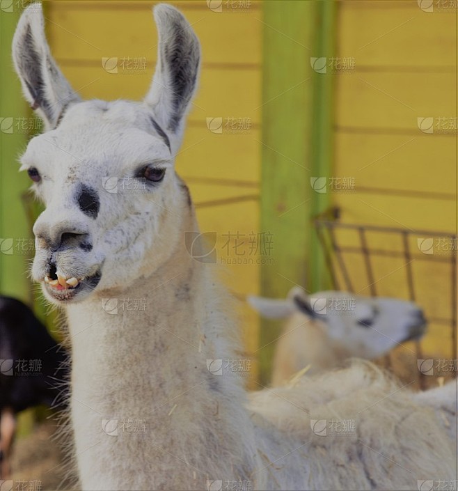 丑陋的羊驼画像(Vicugna pacos)
