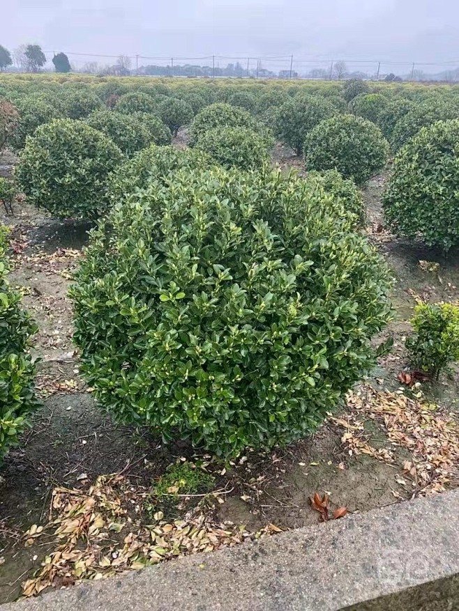 H-大叶黄杨球 (1)