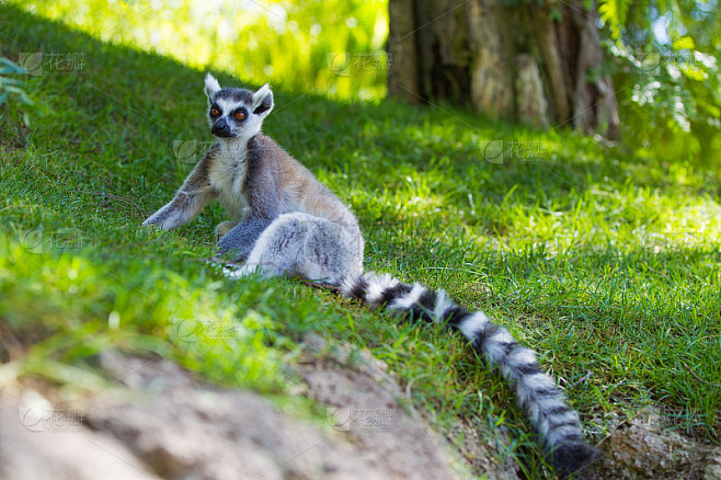 褐鼠狐猴(Microcebus rufus)