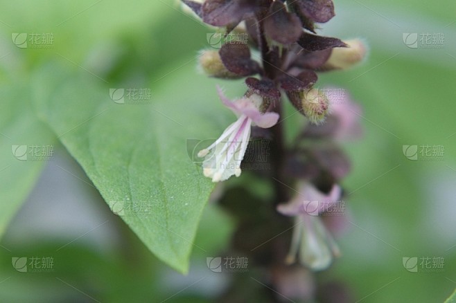 African Blue Basil (Ocimum Kilimandscharicum) Camphor Basil – Kapoor ...