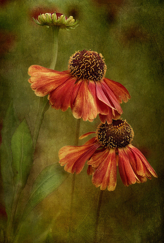 Heleniums
