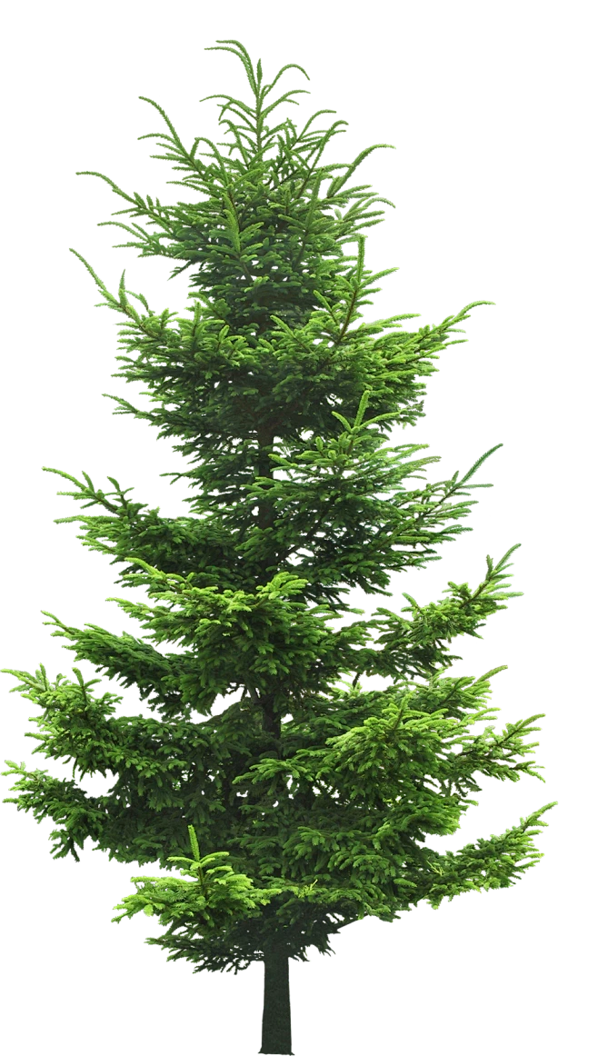 TA24桧树-花瓣网