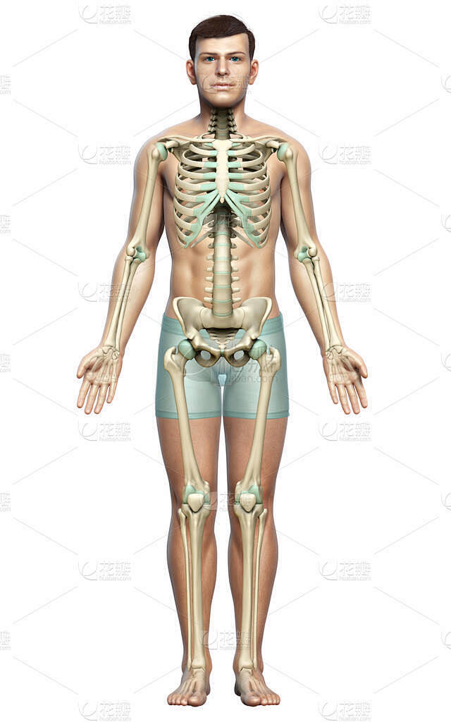 3D渲染的，医学上准确的男性骨骼系统图解