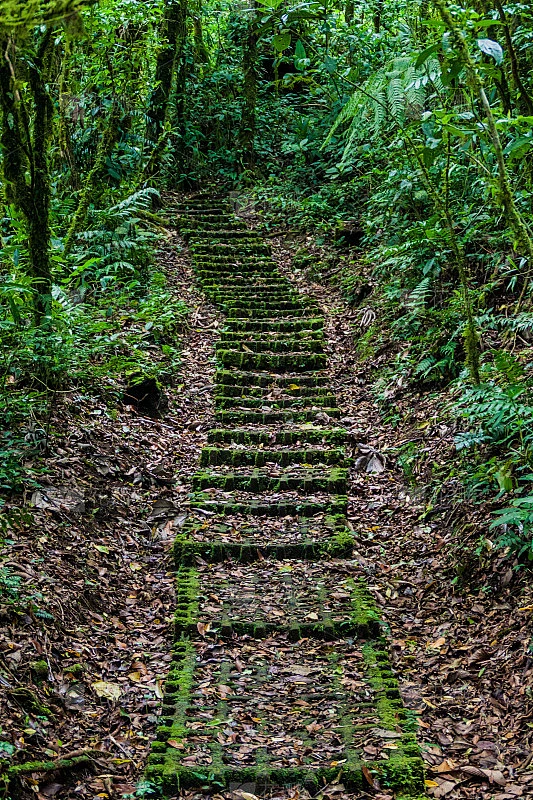 Costa Ri Monteverde Nuboso生物保护区的云雾森林徒步旅行路线素材-花瓣网