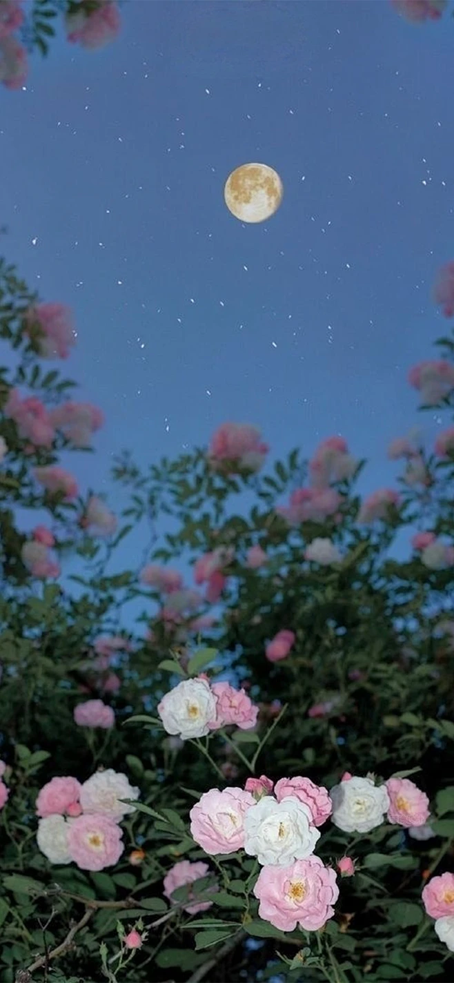 02 花瓣网